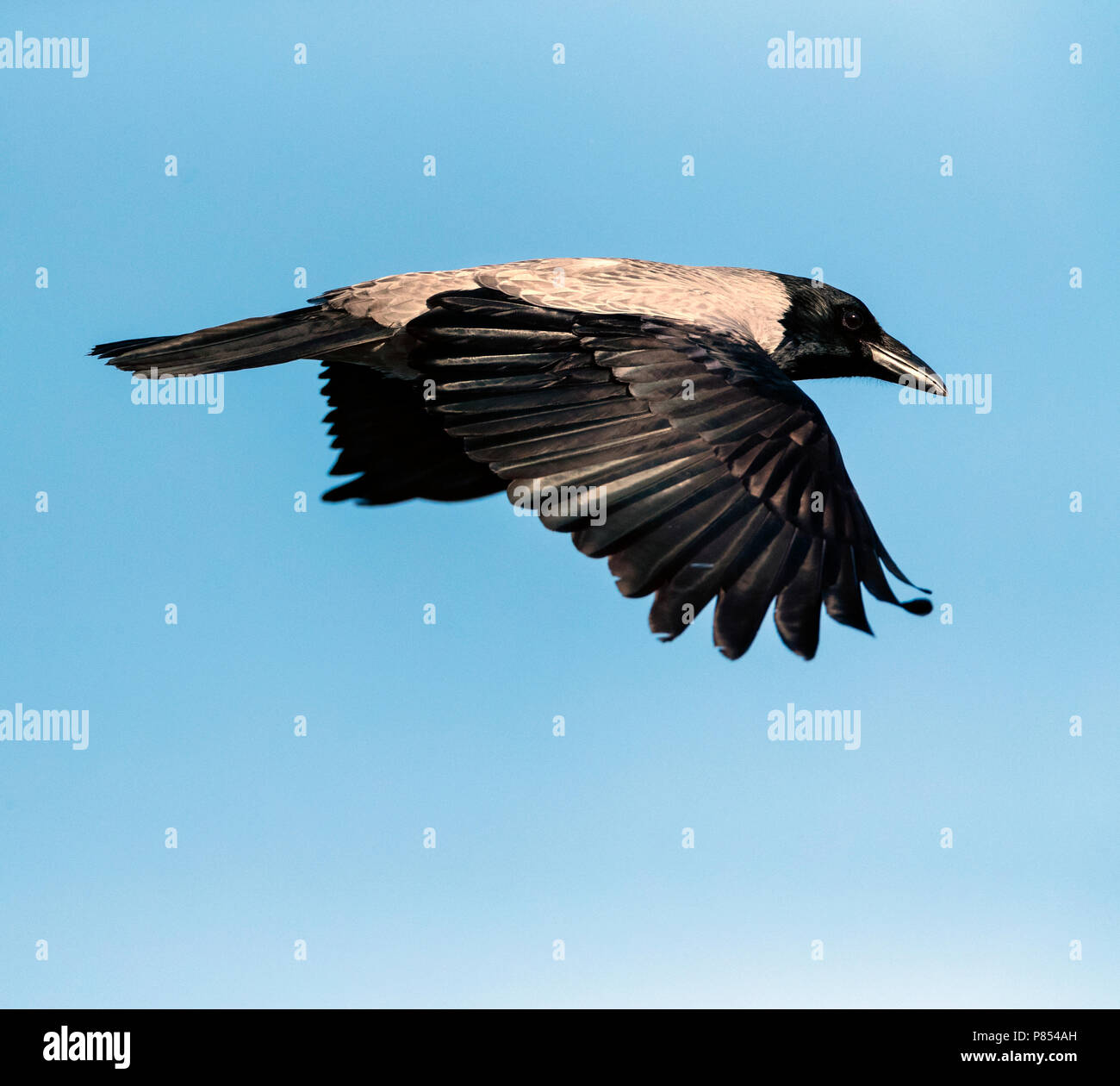 Hooded Crow (Corvus cornix) in flight Stock Photo - Alamy