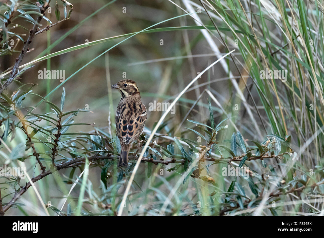 First-winter Rustic Bunting (Emberiza rustica) on Vlieland, Netherlands ...