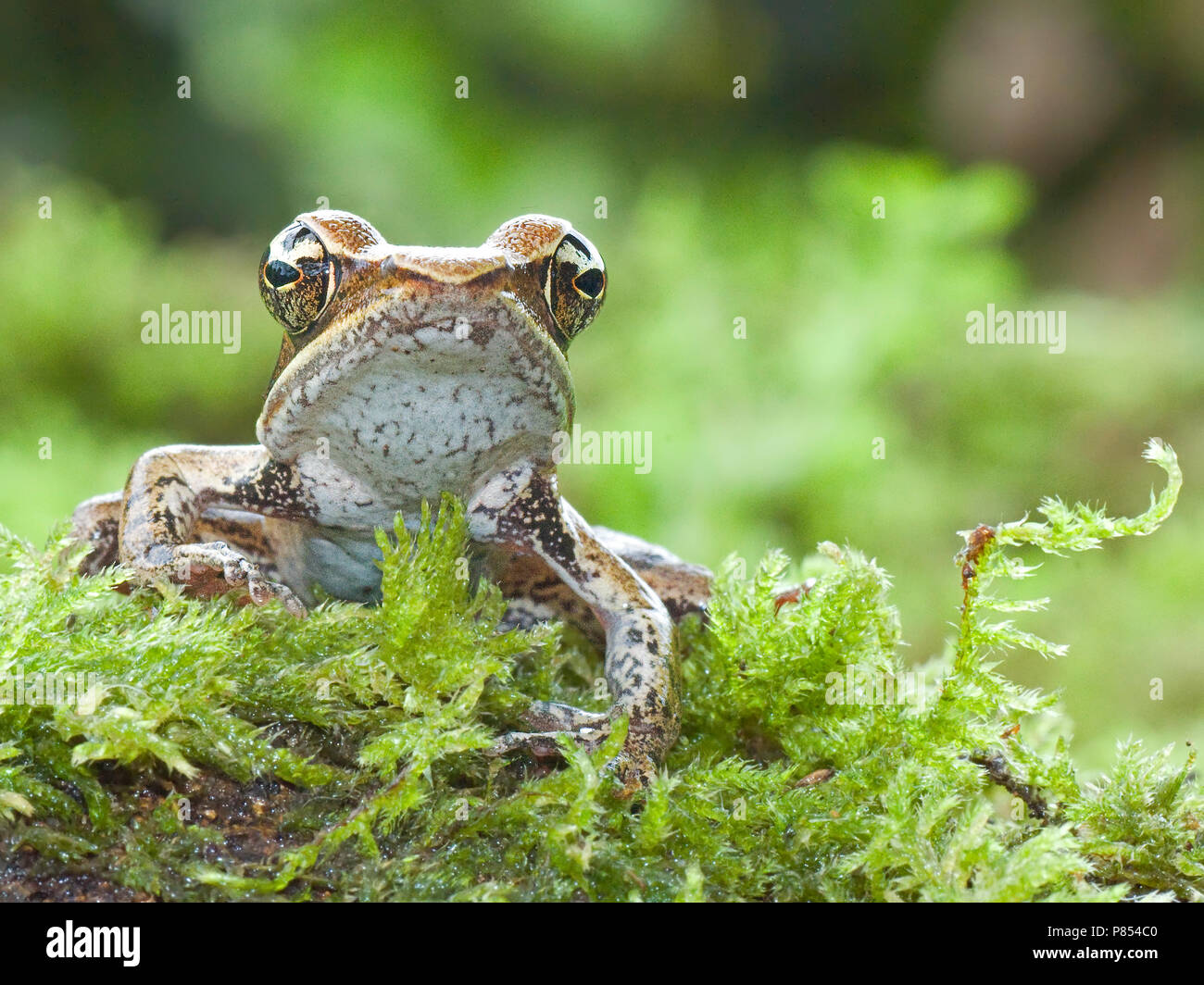 Brilliant Forest Frog, Rana warszewitischii Stock Photo - Alamy