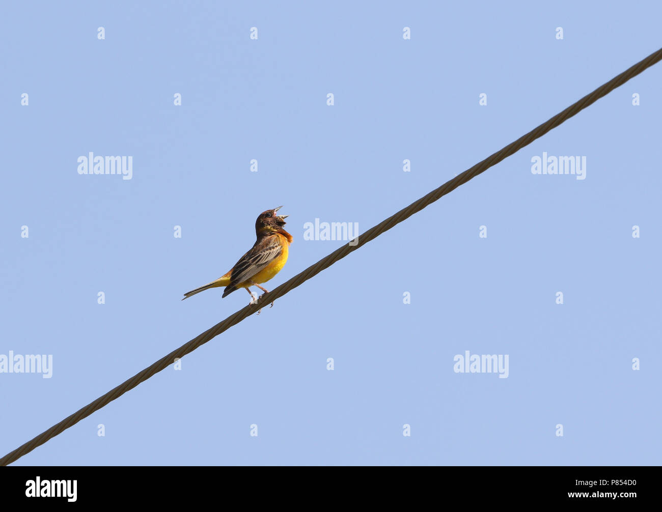 Red Bunting x Black-headed Bunting Hybrid Stock Photo - Alamy