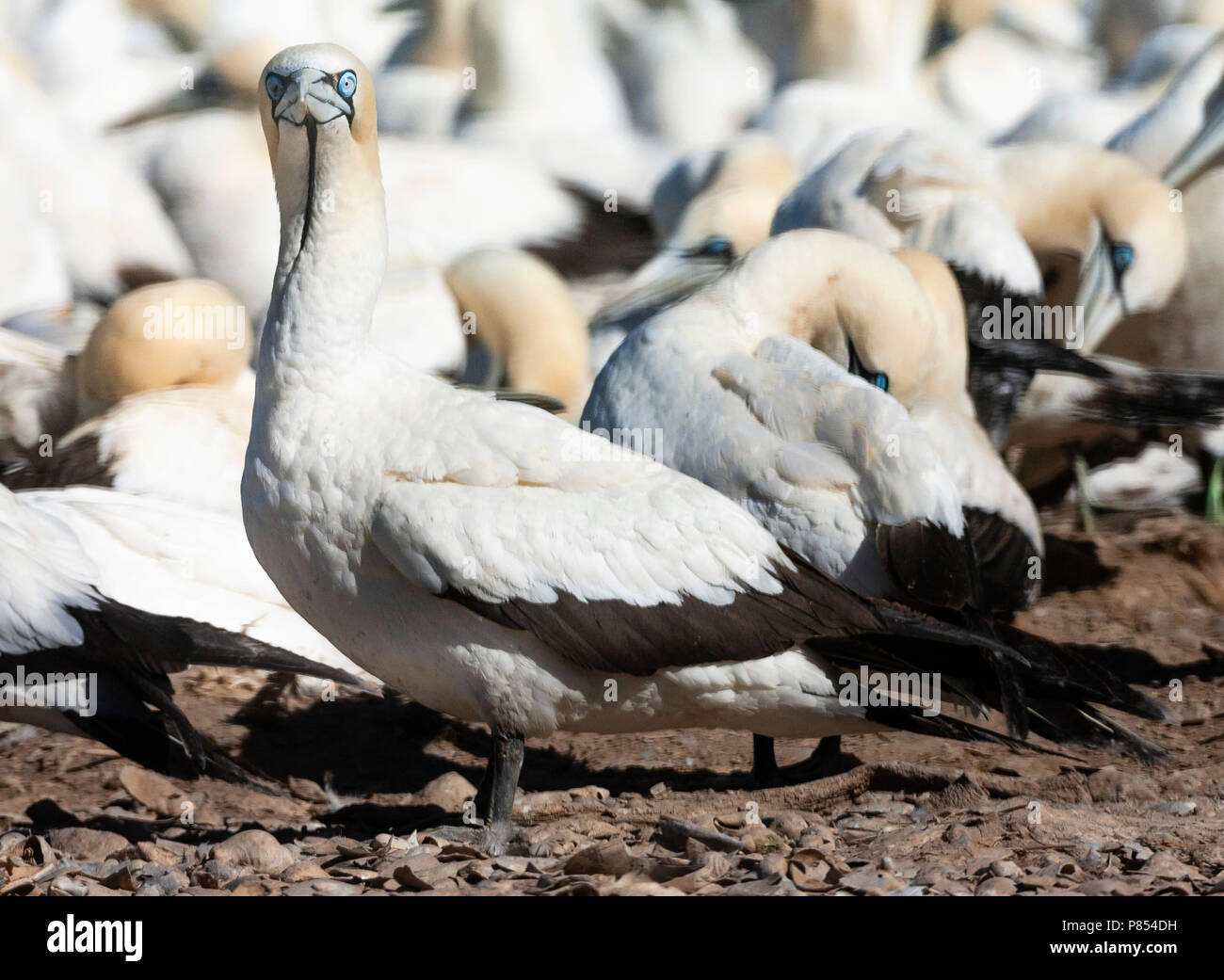 Cape Gannets (Morus capensis) at colony of Bird Island Nature Reserve ...