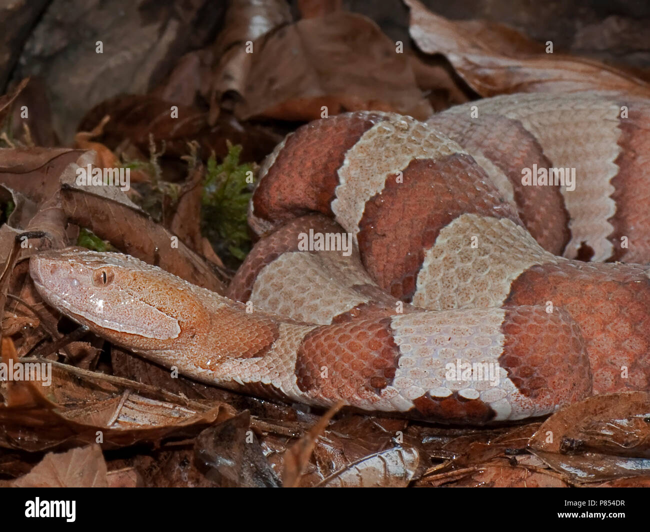 Venemous Snake Stock Photos & Venemous Snake Stock Images - Alamy