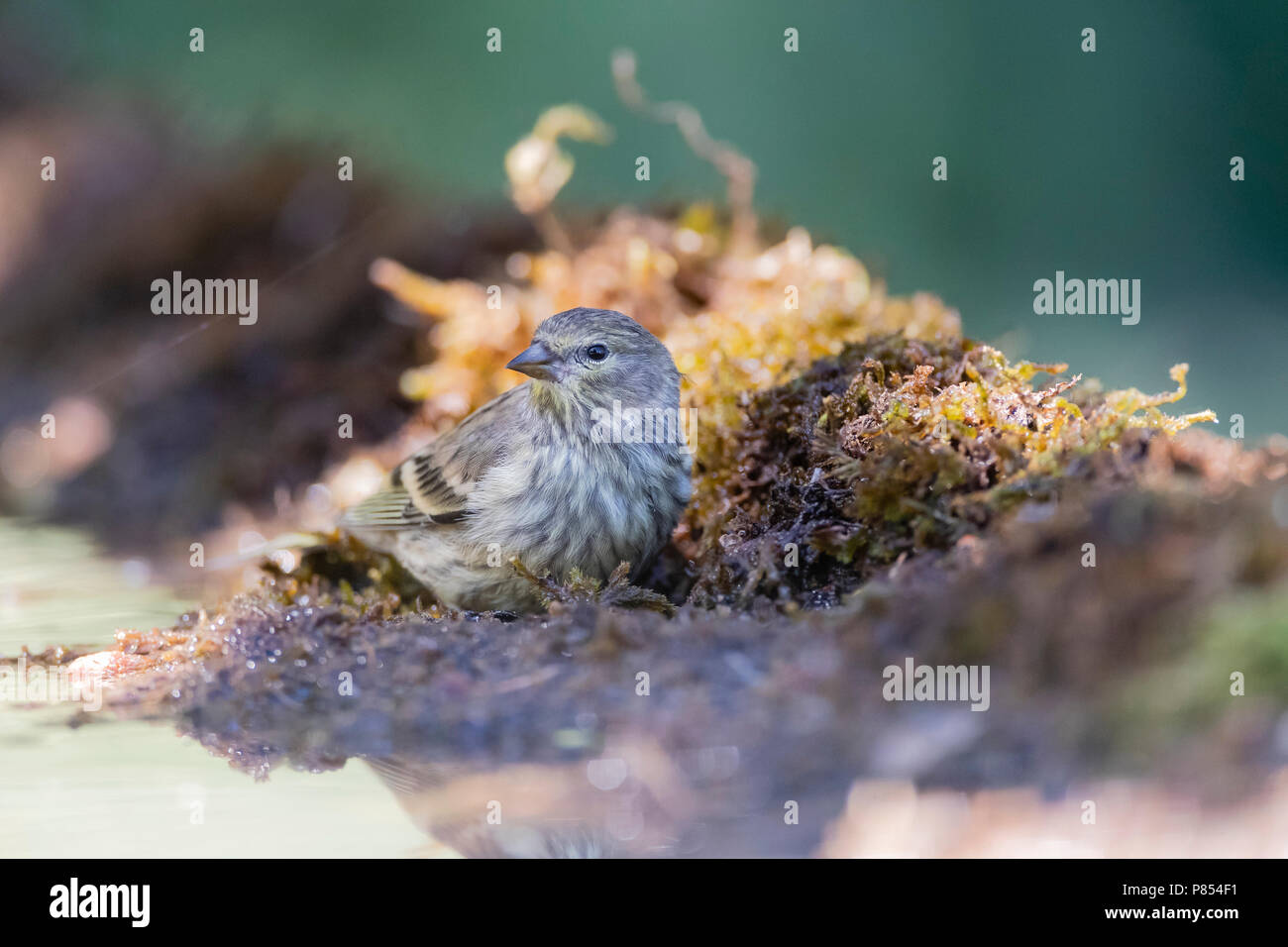 Citril Finch (Serinus citrinella) in Spanish pre-Pyrenees during summer ...