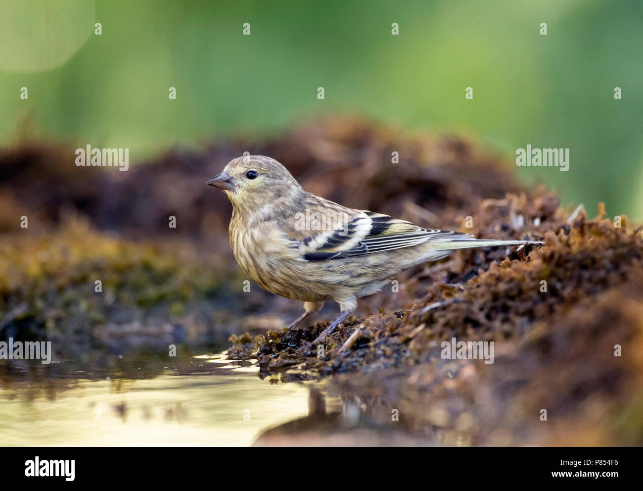 Citril Finch (Serinus citrinella) in Spanish pre-Pyrenees during summer ...
