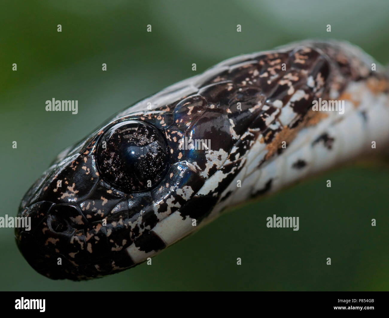 Clouded Snake, Sibon nebulata Stock Photo - Alamy