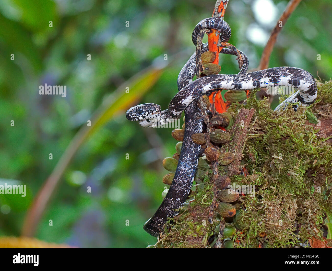 Clouded snake hi-res stock photography and images - Alamy