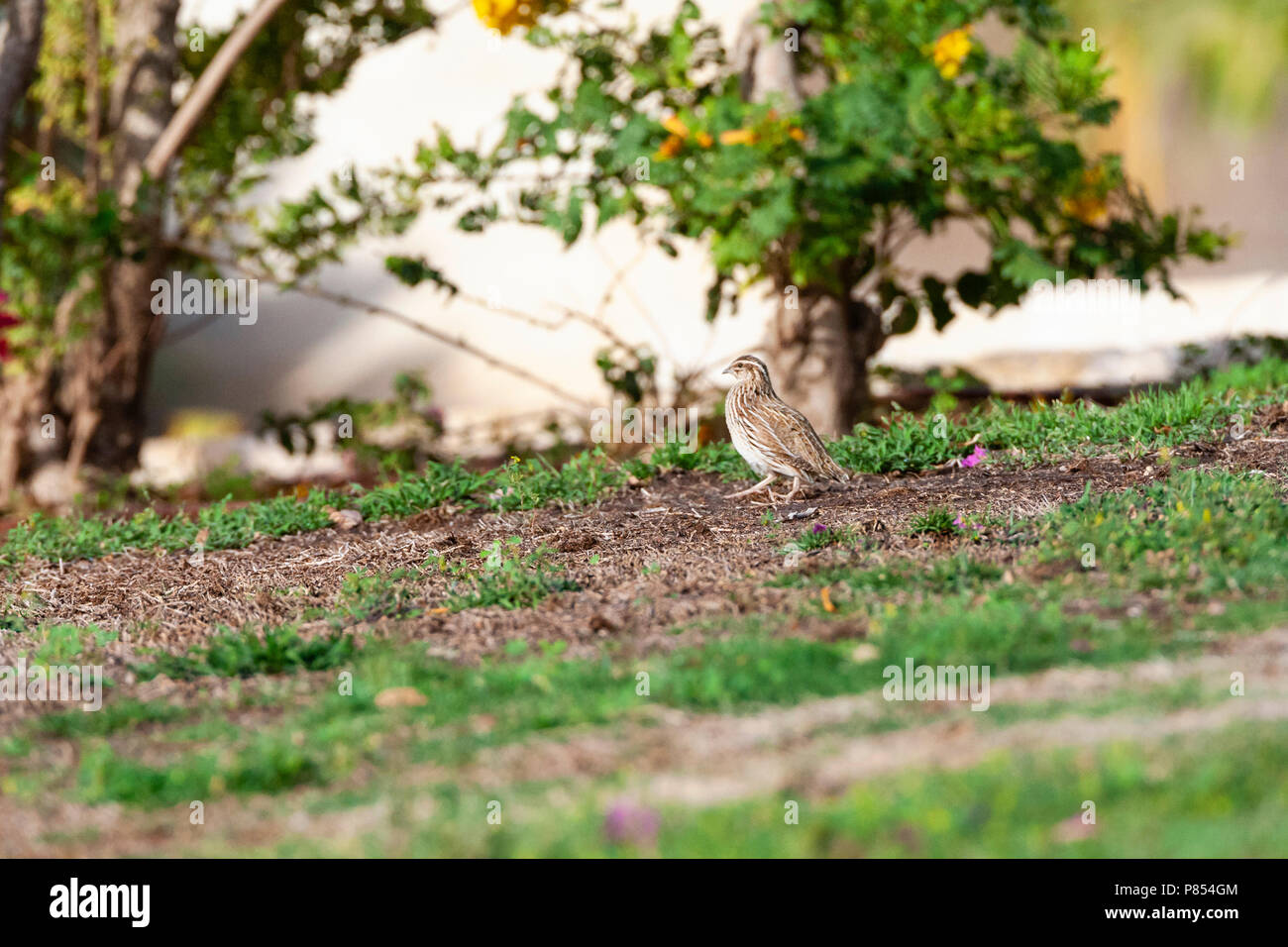 Common Quail (Coturnix coturnix) walking on a lawn in a Eilat city park ...