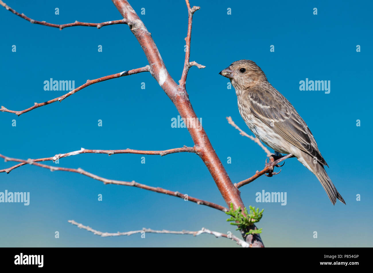 Erythrinus erythrinus hi-res stock photography and images - Alamy