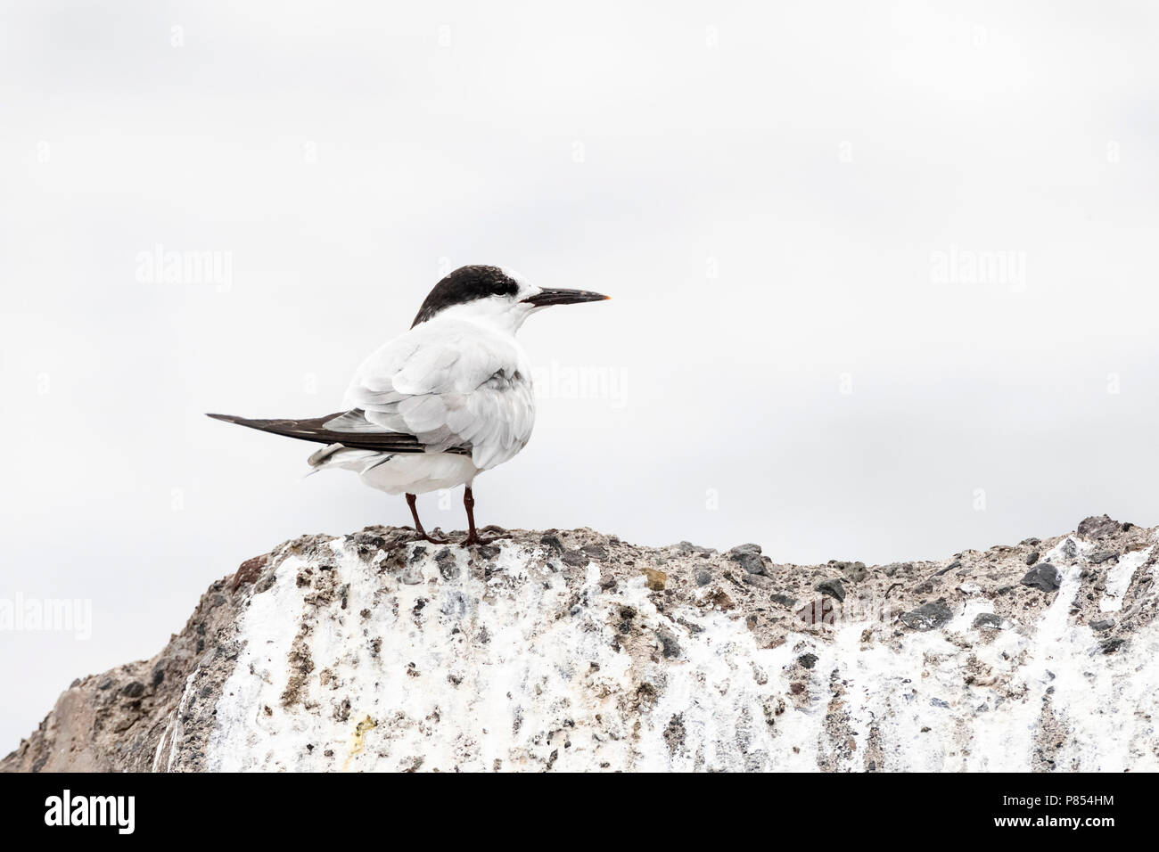 Roseate Tern (Sterna dougallii) in late summer on Madeira, Portugal ...