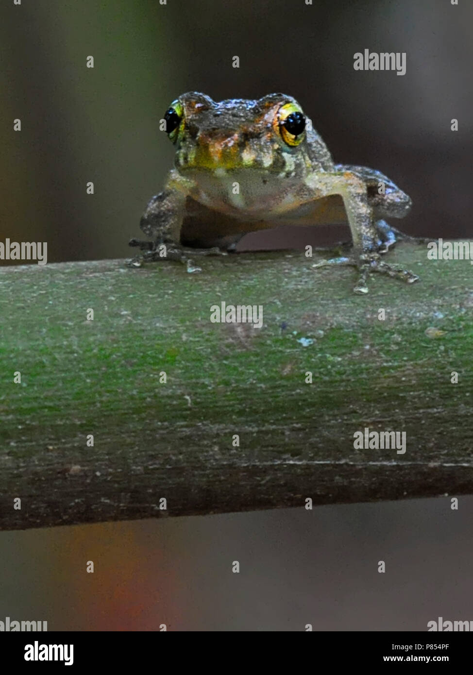 Eleutherodactylus hi-res stock photography and images - Alamy