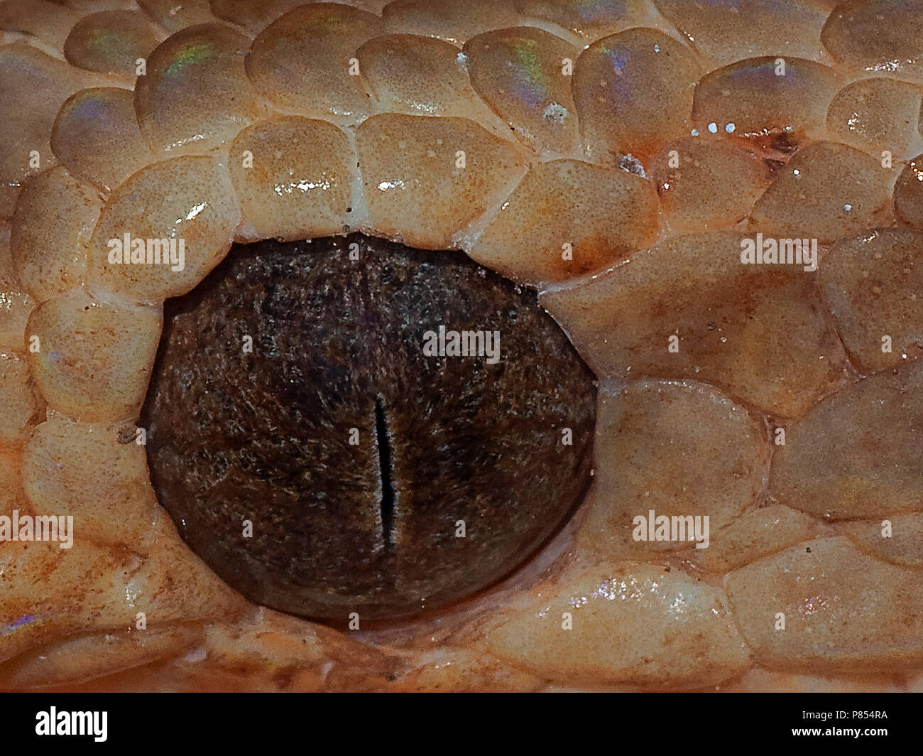 Garden Tree Boa Stock Photos & Garden Tree Boa Stock Images - Alamy