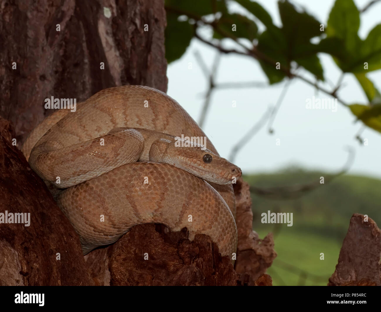 Tuinboa, Garden Tree Boa, Corallus hortulanus Stock Photo - Alamy