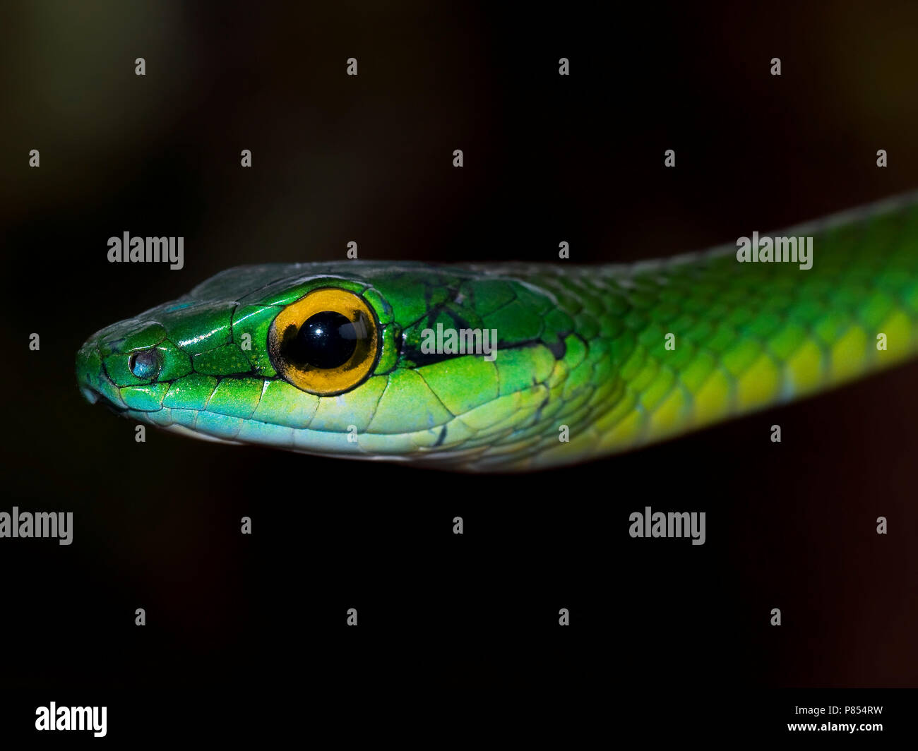 Spitsneusslang hi-res stock photography and images - Alamy