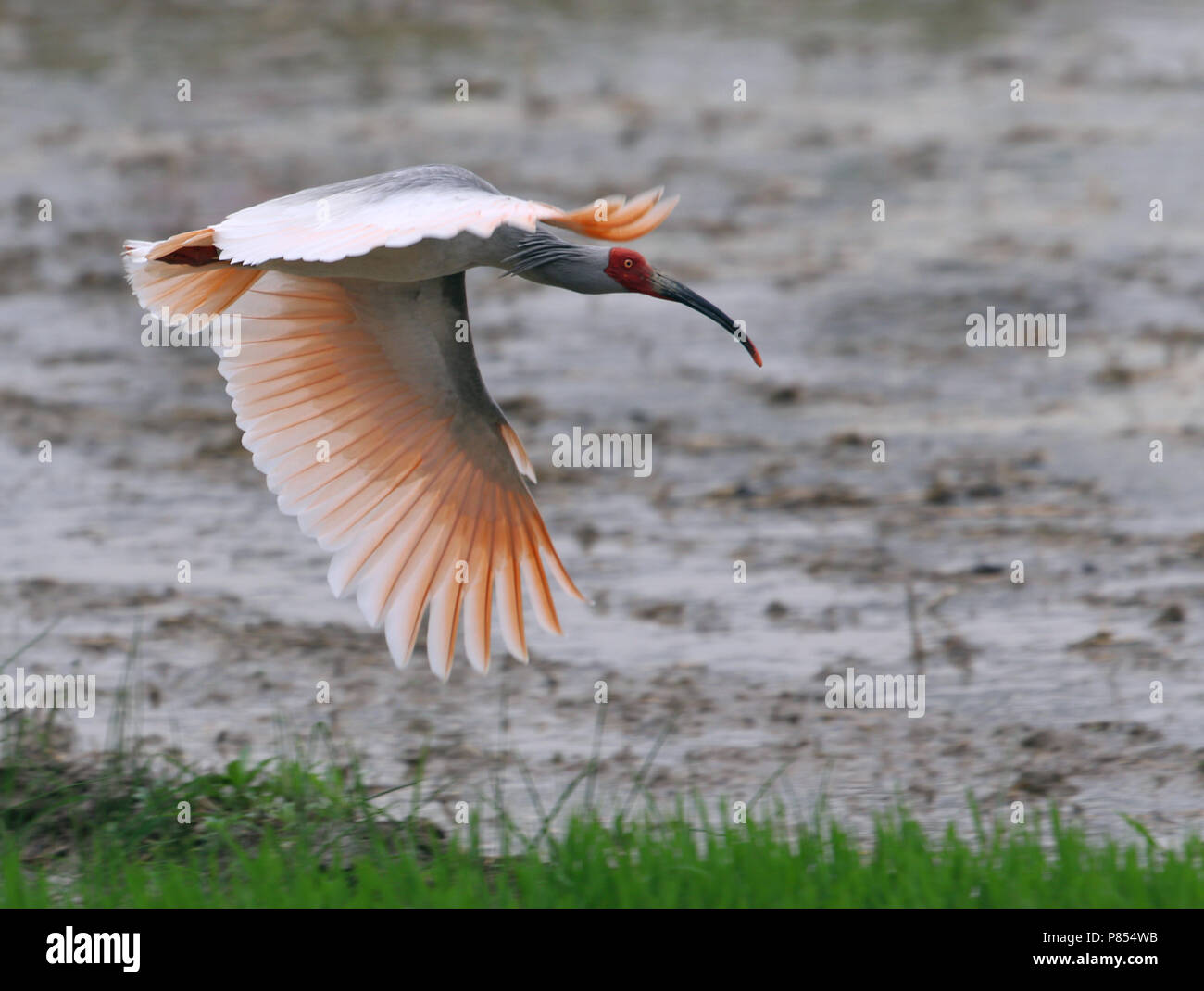 Crested ibis (Nipponia nippon) in flight at Yangxian, Shaanxi, China ...