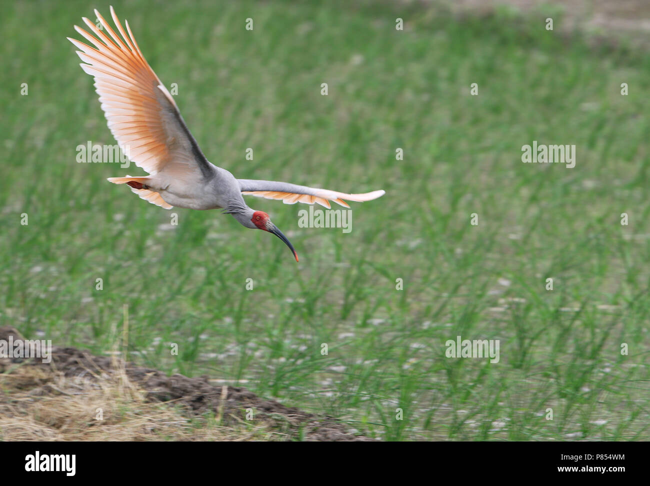 Crested Ibis High Resolution Stock Photography and Images - Alamy