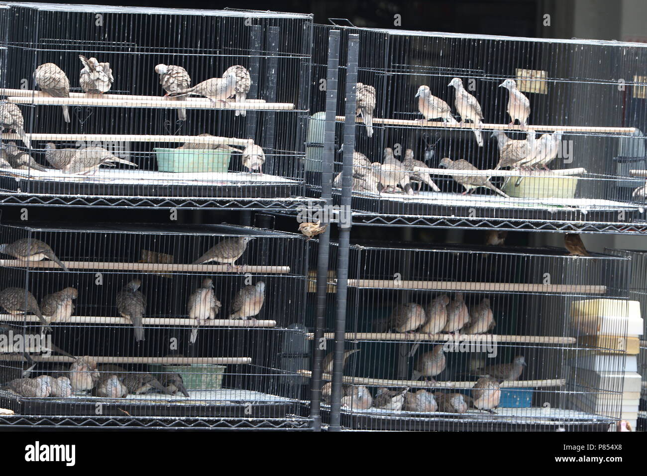 Pet bird shops full with illegal caught birds in Singapore Stock Photo ...