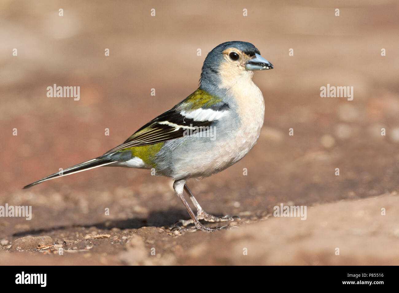 Endemic subspecies hi-res stock photography and images - Alamy
