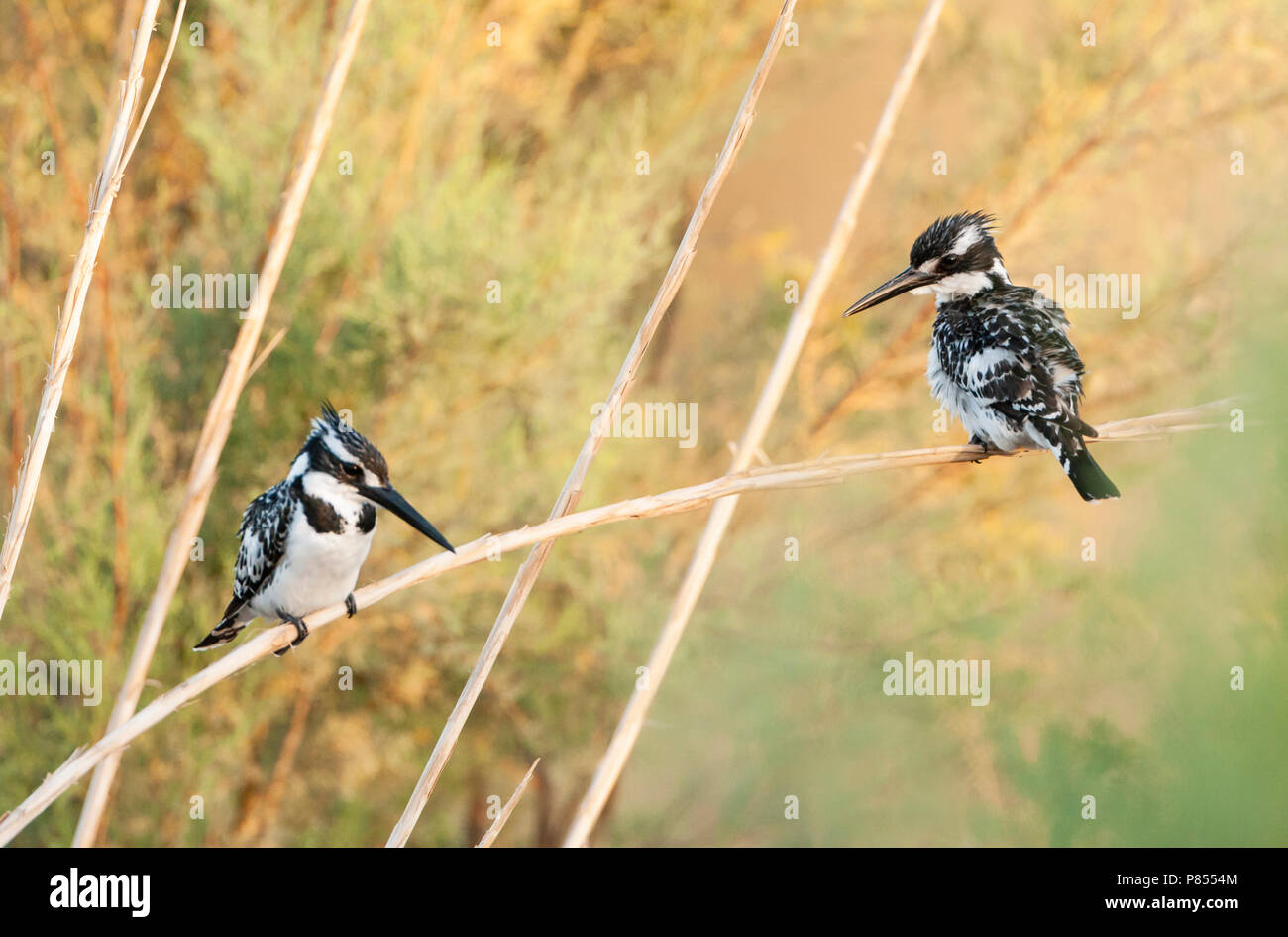 Pair of Pied Kingfishers (Ceryle rudis) sitting together in riverbed ...