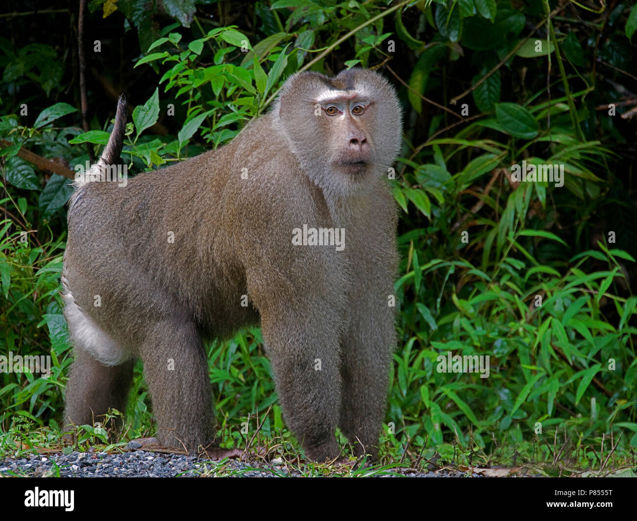 Southern pig tailed macaque hi-res stock photography and images - Alamy