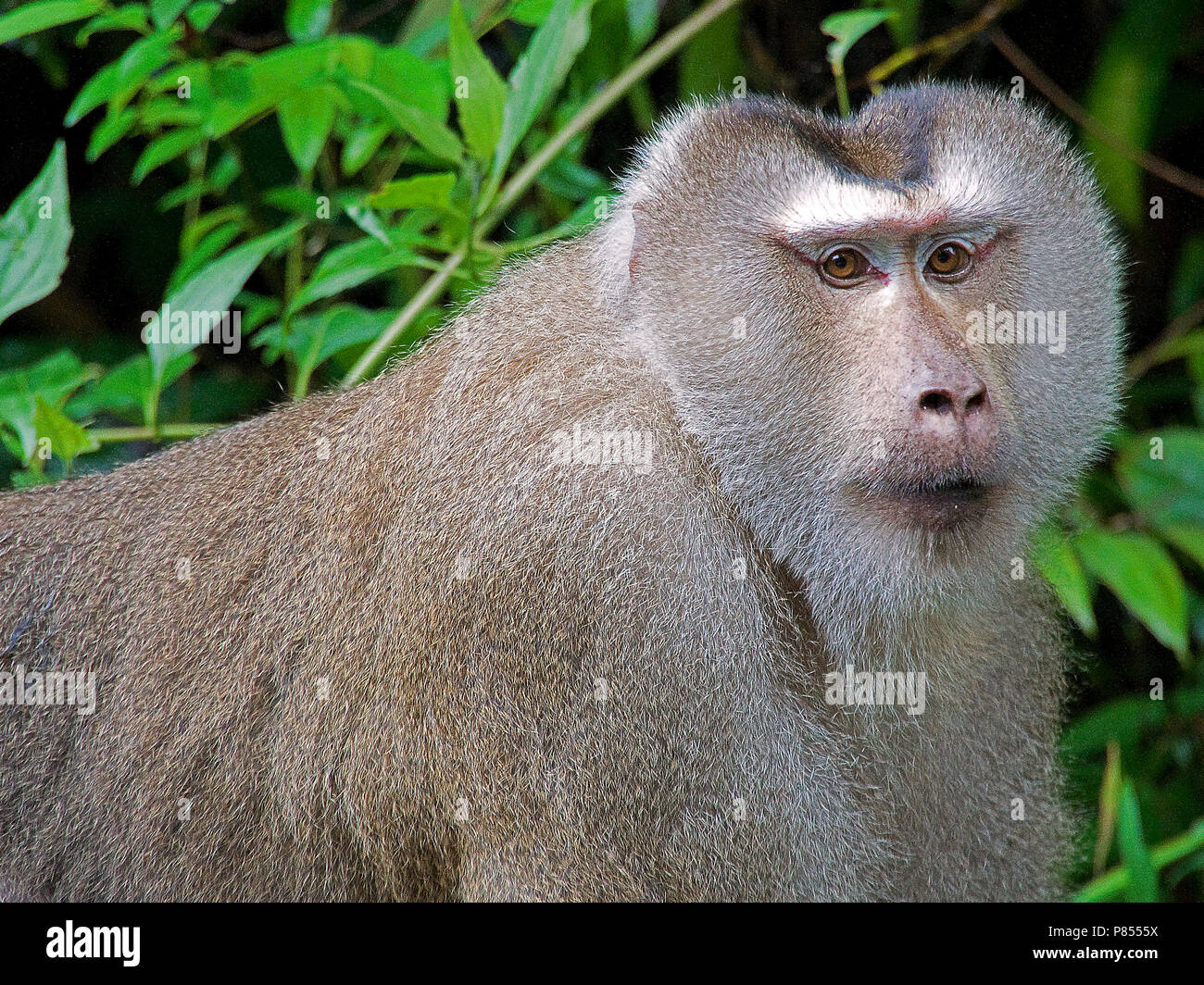 Mannetje Lampongaap, Male Southern pig-tailed macaque Stock Photo - Alamy