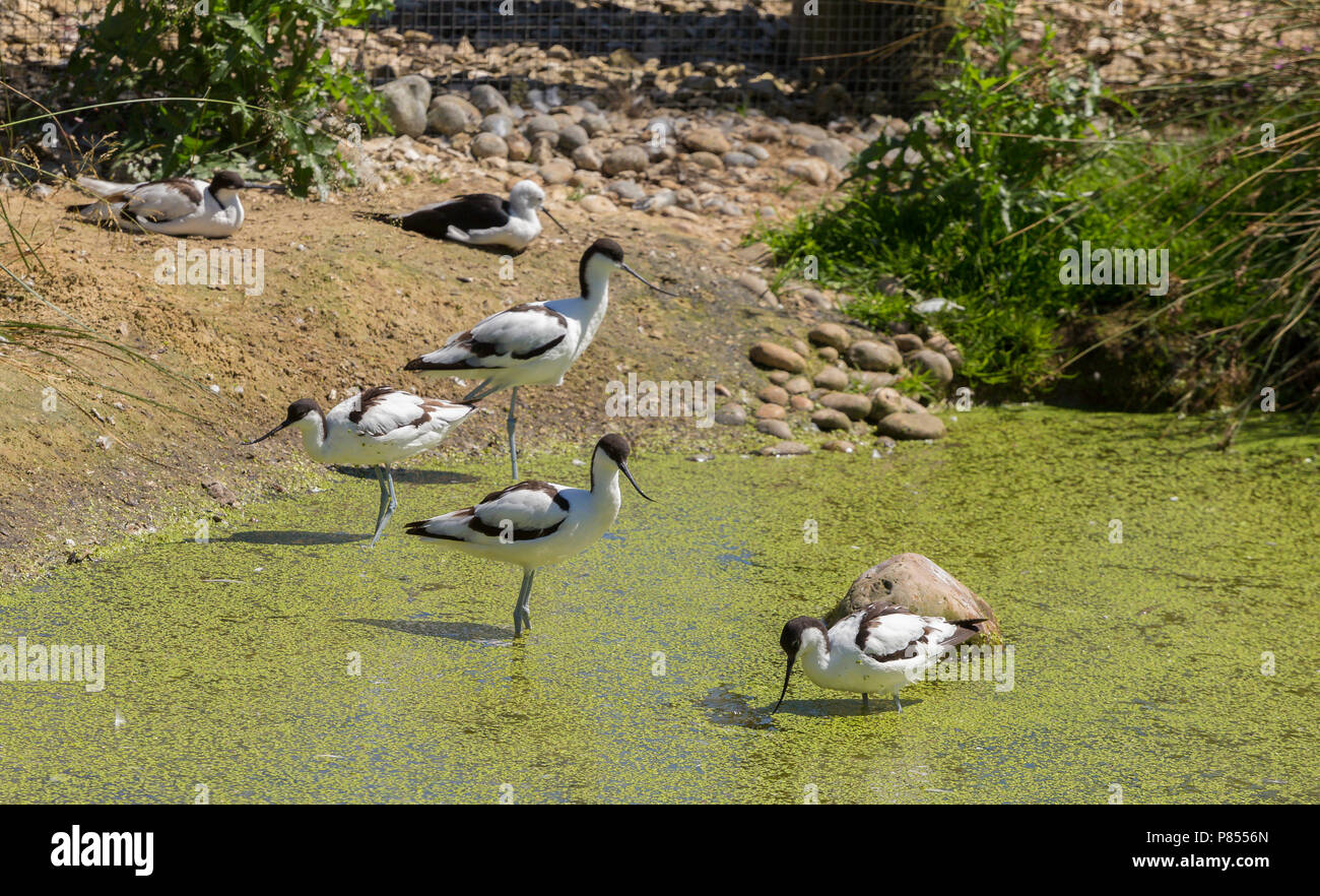 Avocet at Slimbridge Stock Photo - Alamy