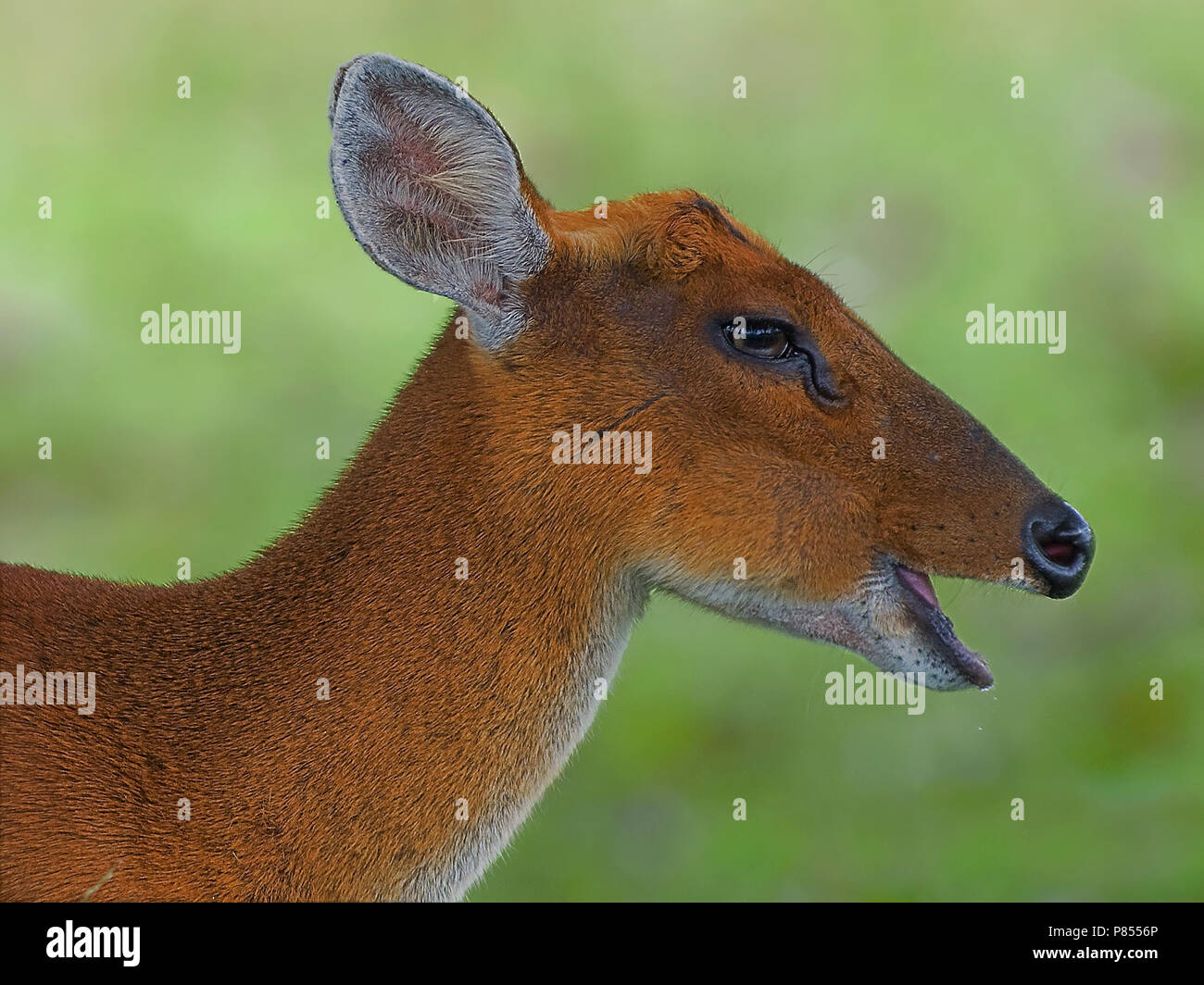 Indian Muntjak High Resolution Stock Photography and Images - Alamy