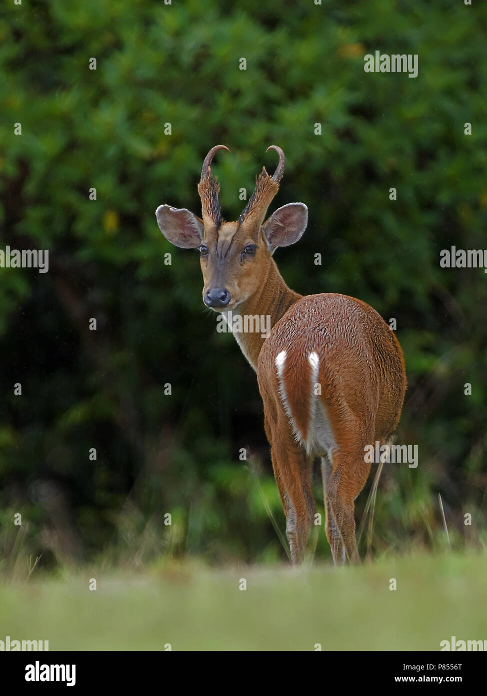 Indian muntjac hi-res stock photography and images - Alamy