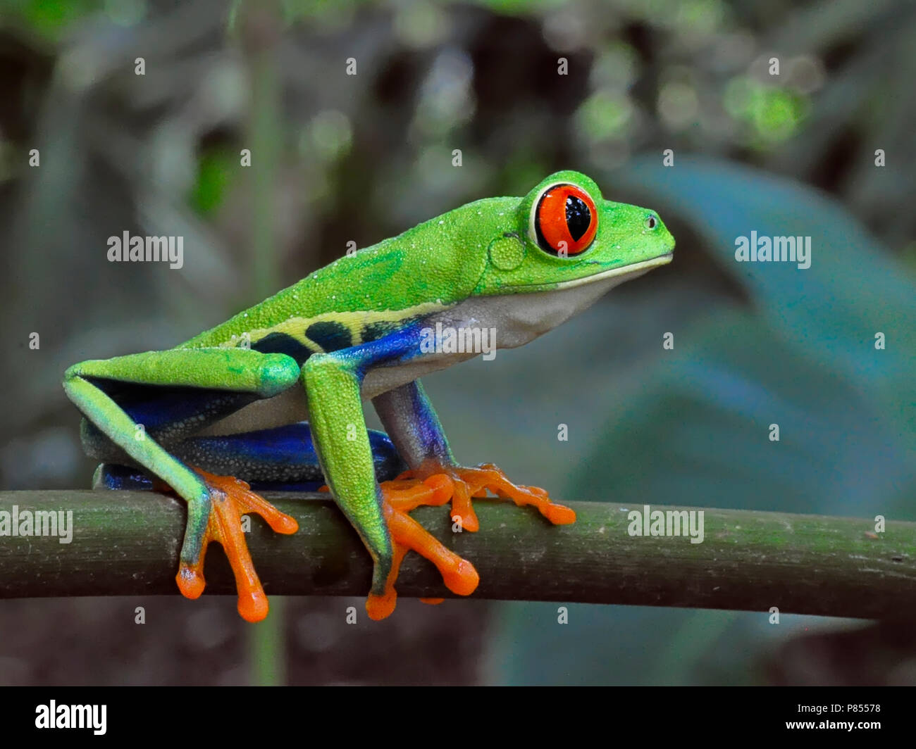 Neotropical frog hi-res stock photography and images - Alamy