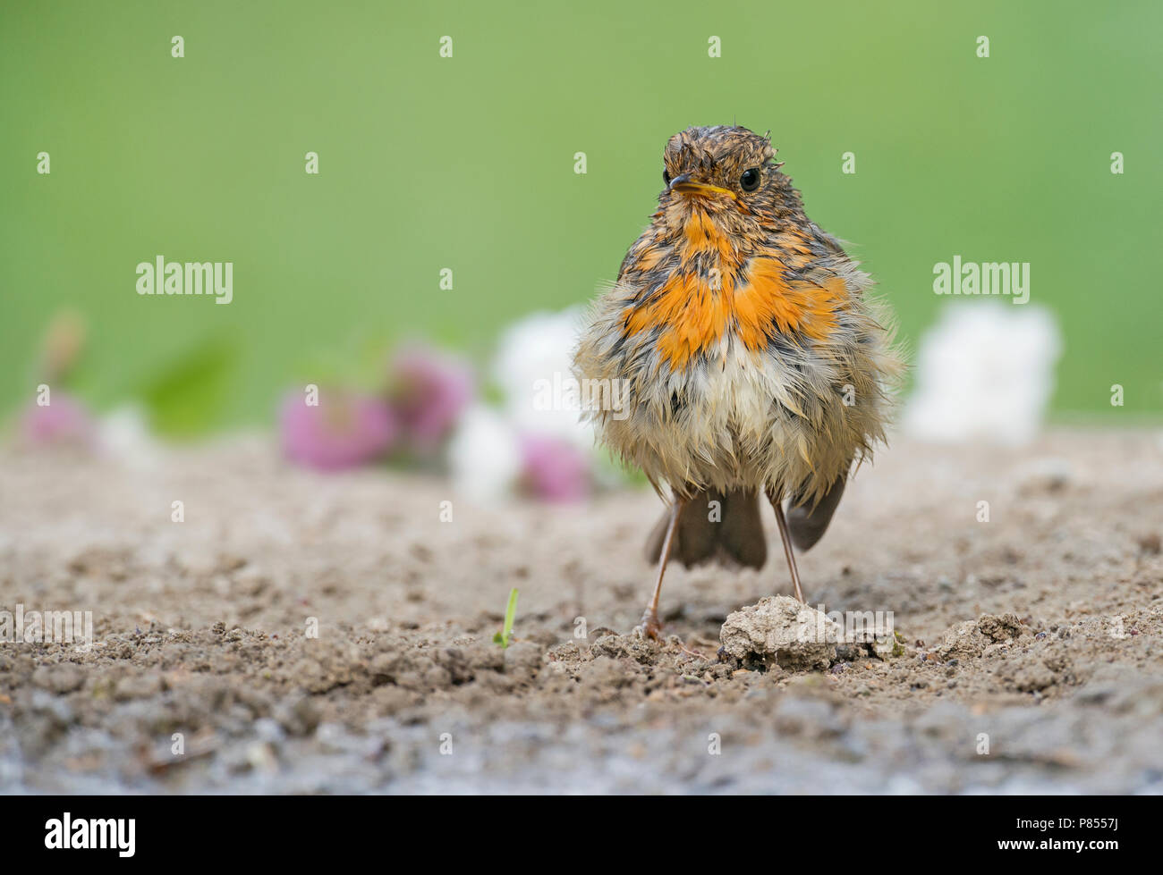 Immature robin hi-res stock photography and images - Alamy