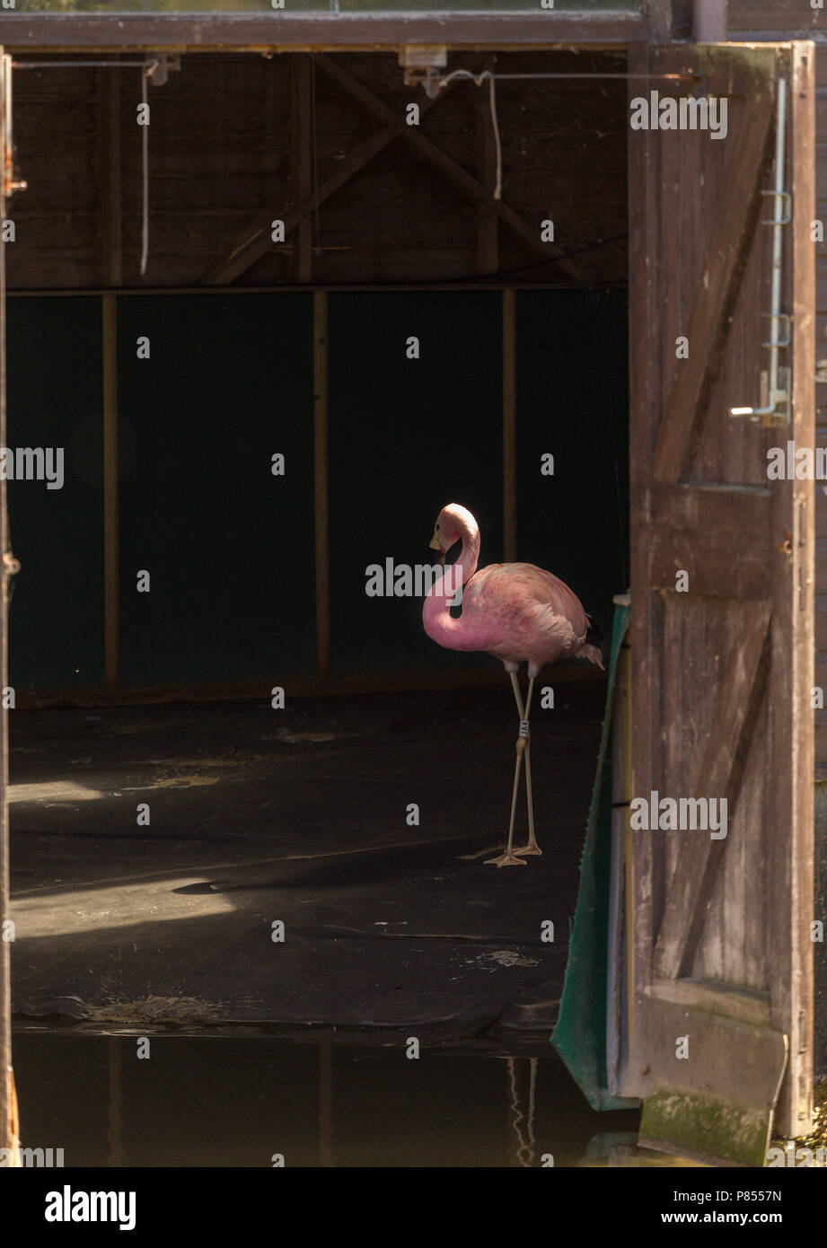 Andean Flamingo at Slimbridge Stock Photo - Alamy