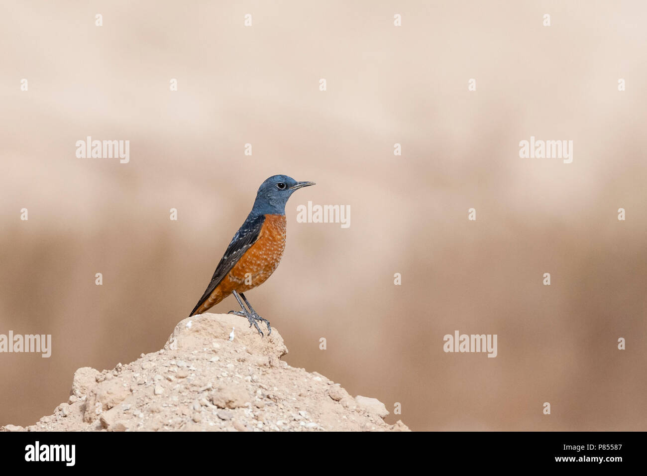 Male Rufous-tailed Rock Thrush (Monticola saxatilis) during spring ...