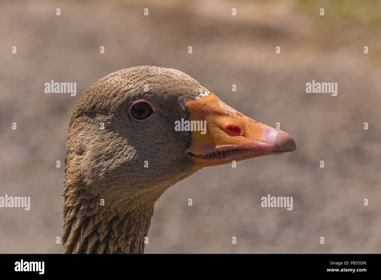 Greylag goose head and neck hi-res stock photography and images - Alamy