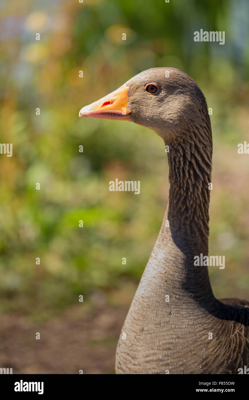 Greylag goose head and neck hi-res stock photography and images - Alamy