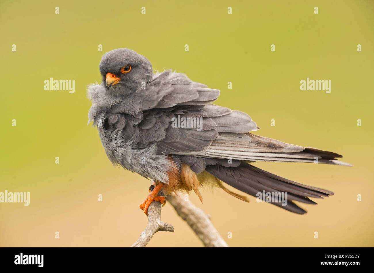 Adult male Red-footed Falcon (Falco vespertinus Stock Photo - Alamy