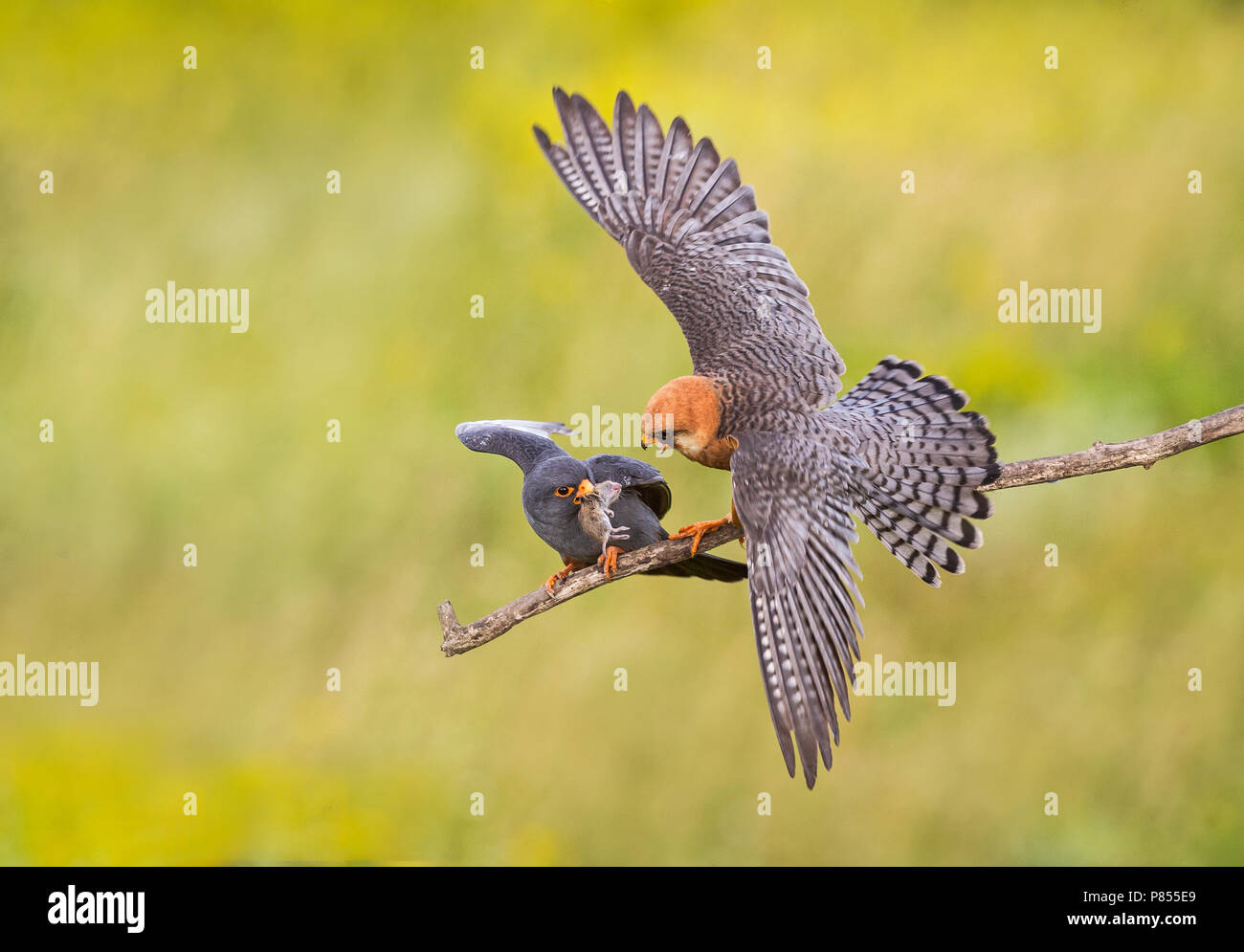Falco vespertinus hi-res stock photography and images - Alamy