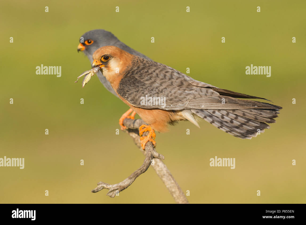 Pair (male and female) Red-footed Falcons (Falco vespertinus Stock ...