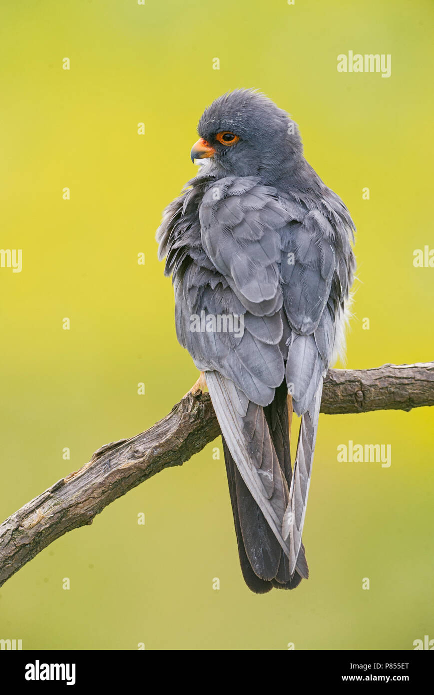 Adult male Red-footed Falcon (Falco vespertinus Stock Photo - Alamy