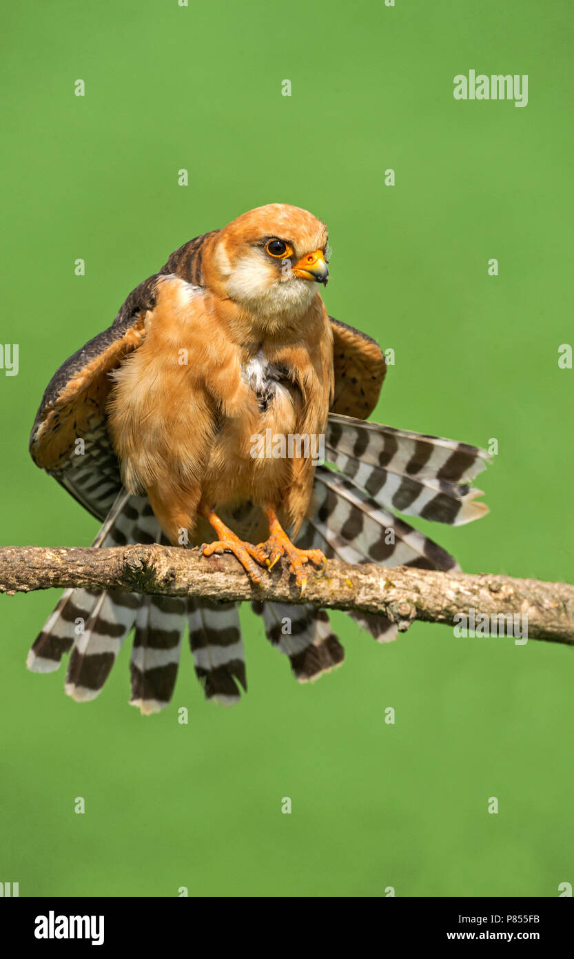 Adult female Red-footed Falcon (Falco vespertinus Stock Photo - Alamy