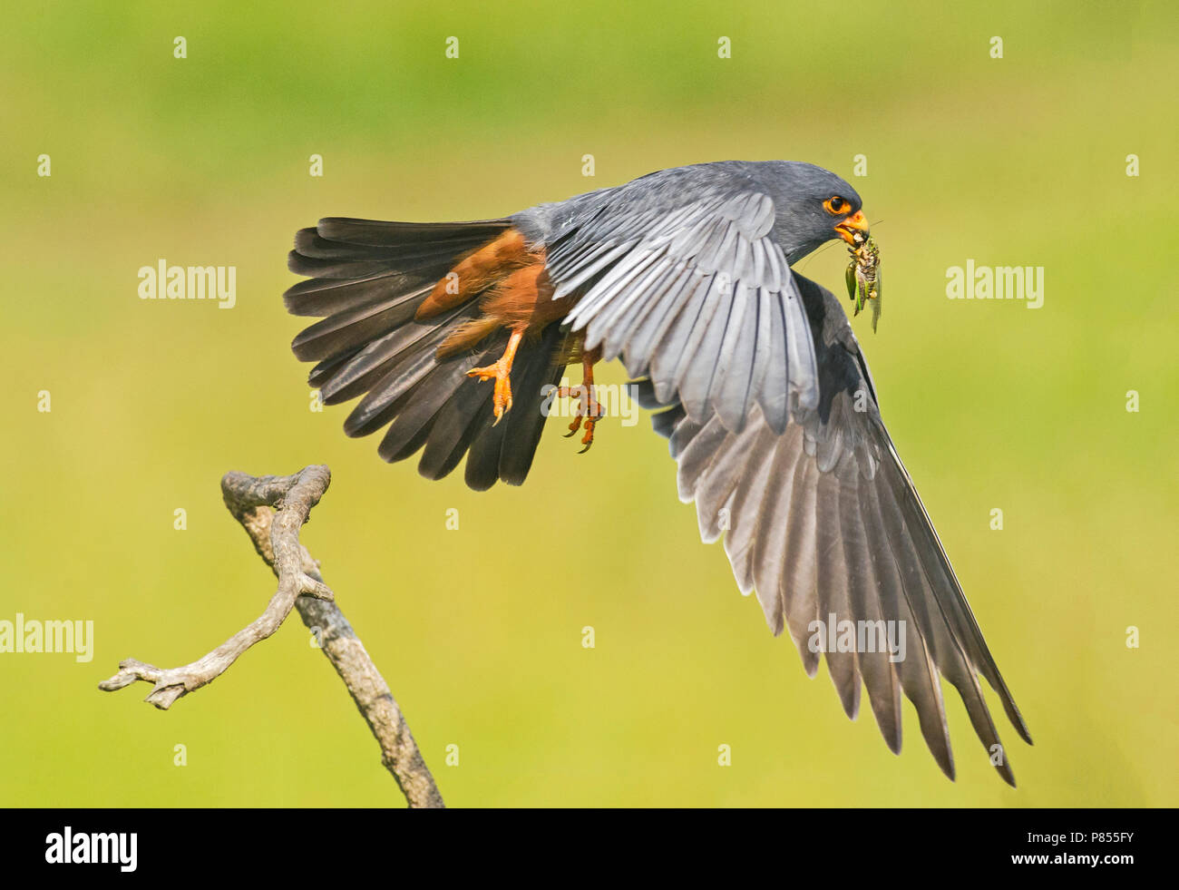 Adult male Red-footed Falcon (Falco vespertinus Stock Photo - Alamy