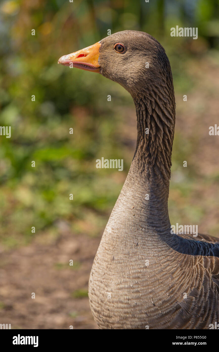 Greylag goose head and neck hi-res stock photography and images - Alamy