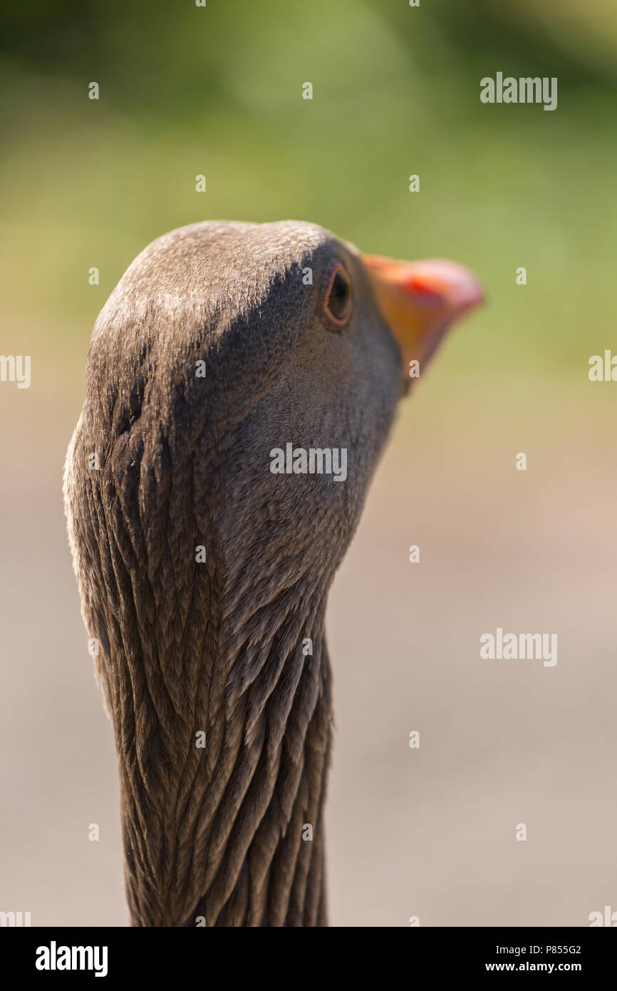 Greylag goose head and neck hi-res stock photography and images - Alamy