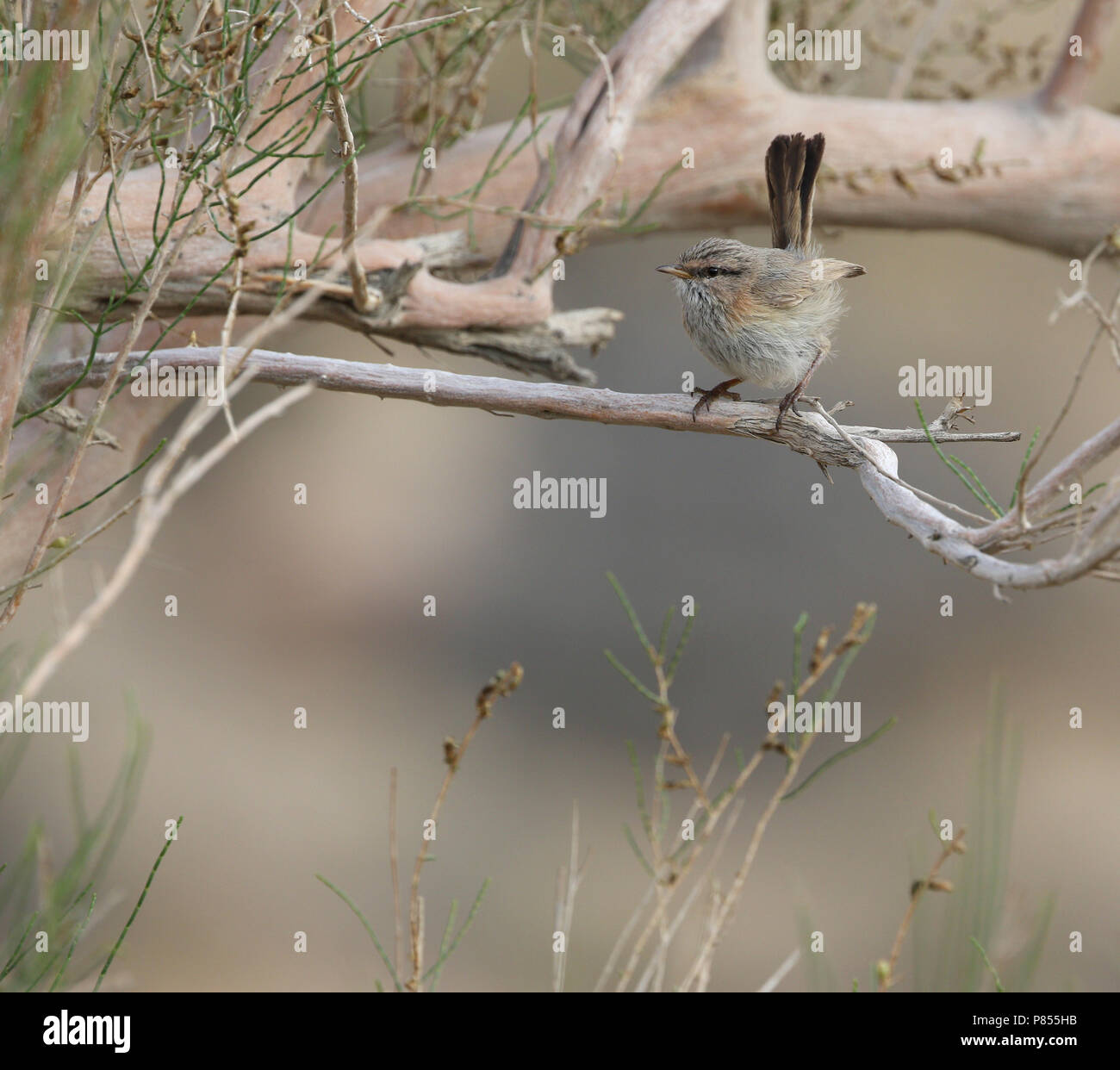 Streaked scrub hi-res stock photography and images - Alamy
