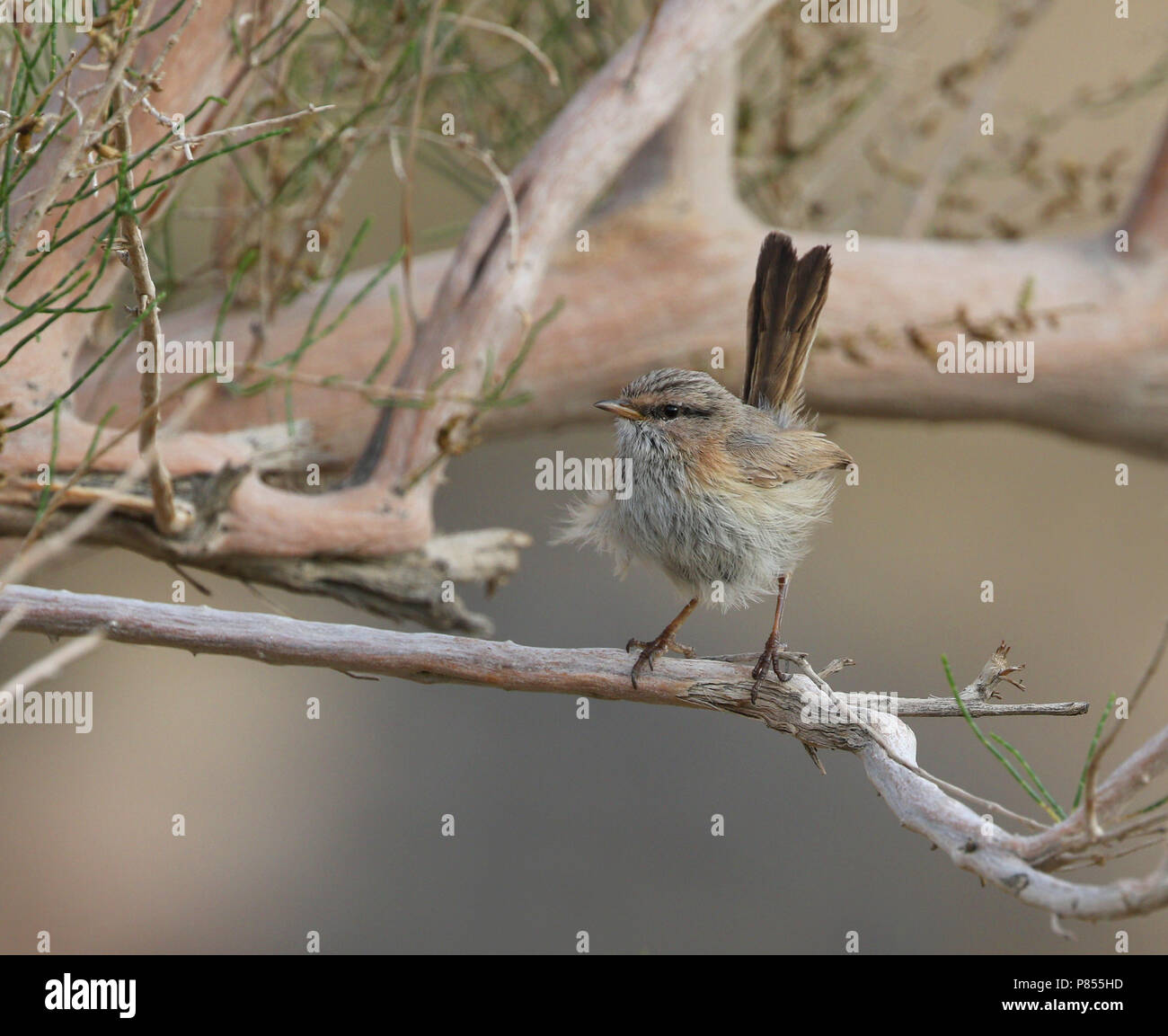 Streaked scrub hi-res stock photography and images - Alamy