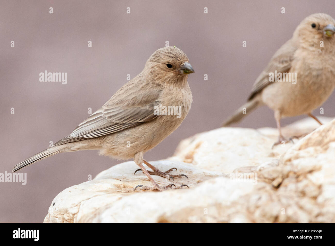 Female Sinai Rosefinch (Carpodacus synoicus) perched on a white rock in ...