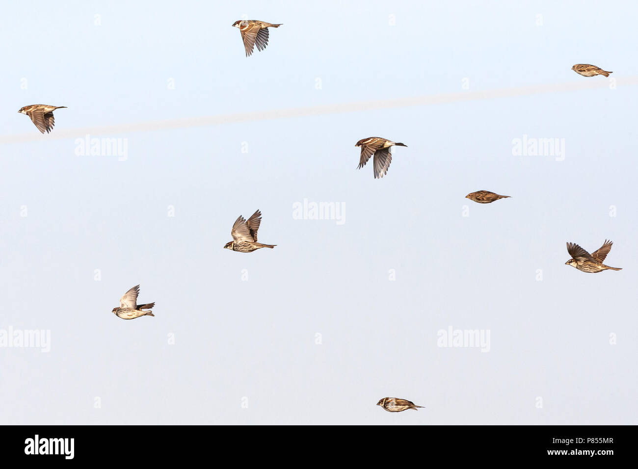 Flock of Spanish Sparrows (Passer hispaniolensis) during spring ...