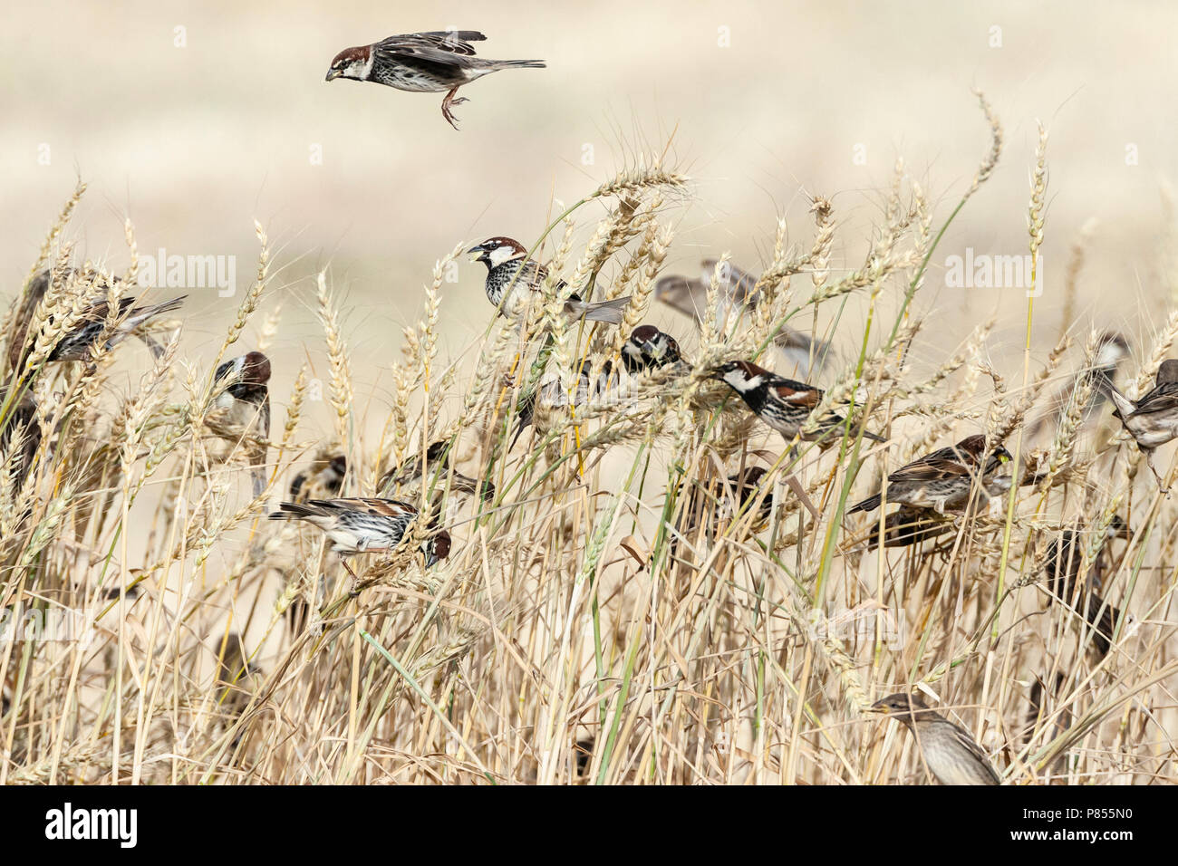 Spaanse mussen hi-res stock photography and images - Alamy