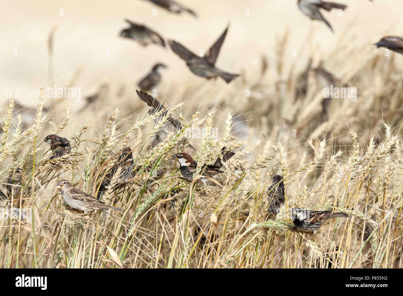Flock of Spanish Sparrows (Passer hispaniolensis) during spring ...