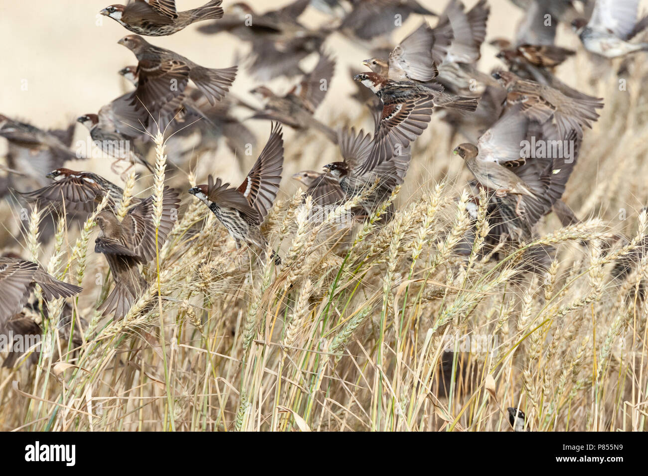 Flock of Spanish Sparrows (Passer hispaniolensis) during spring ...