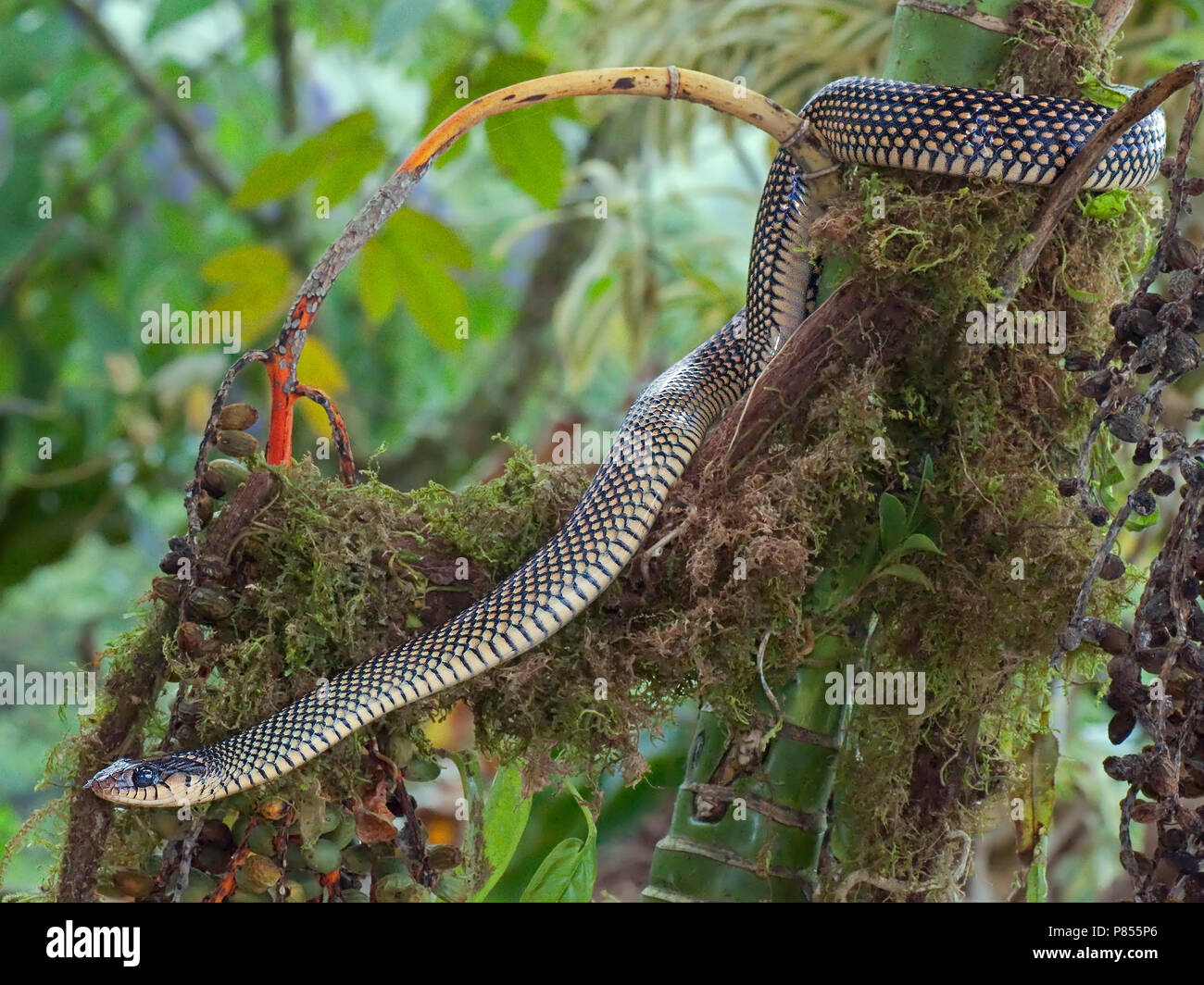 Speckled Racer, Drymobius margaritiferus Stock Photo - Alamy