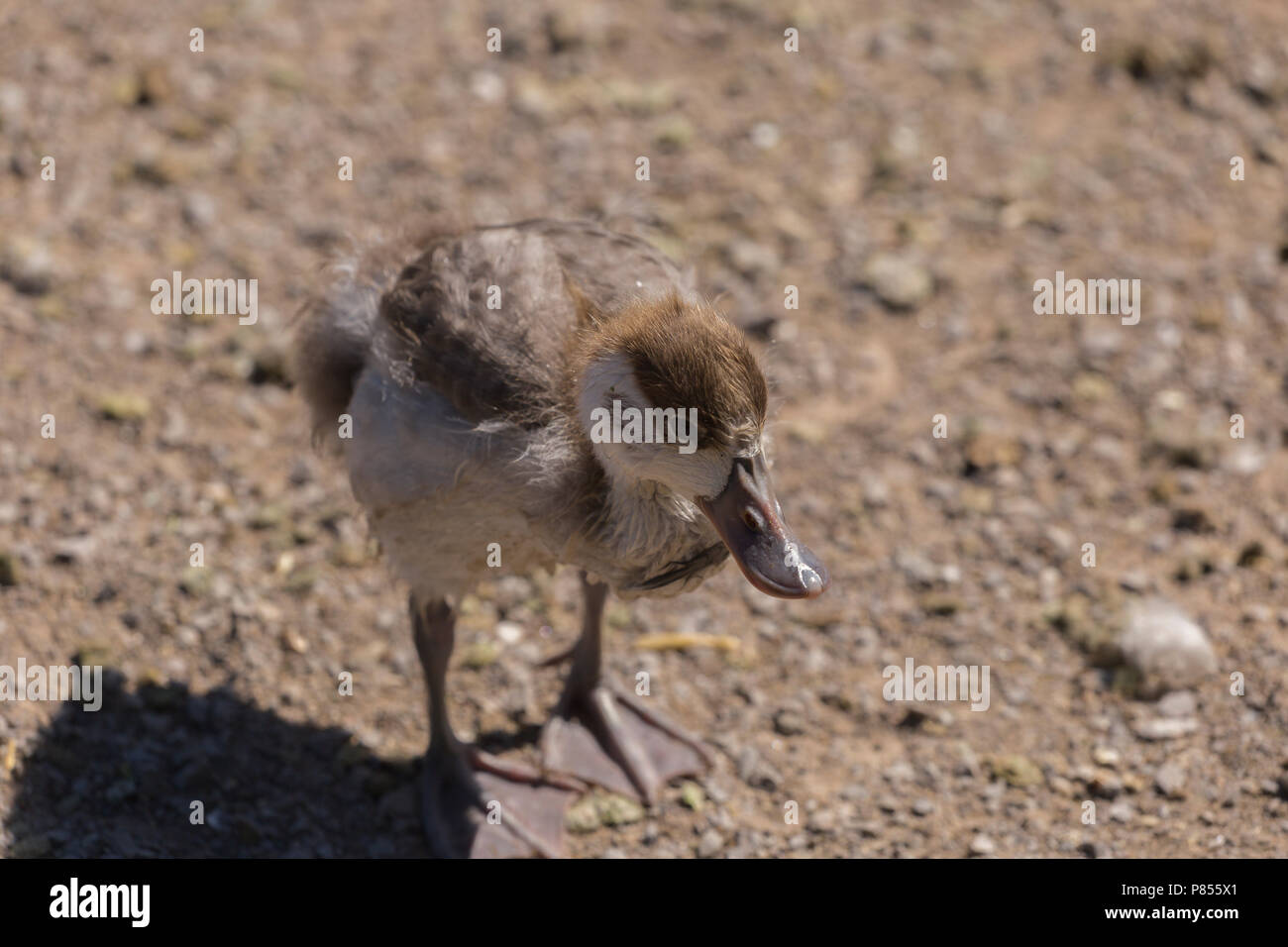 Common Shelduck Ducklings at Slimbridge Stock Photo - Alamy